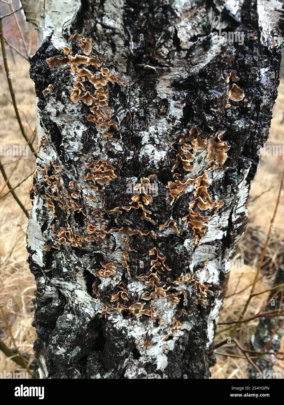 Broadleaf Bleeding-crust (Stereum rugosum Stock Photo - Alamy
