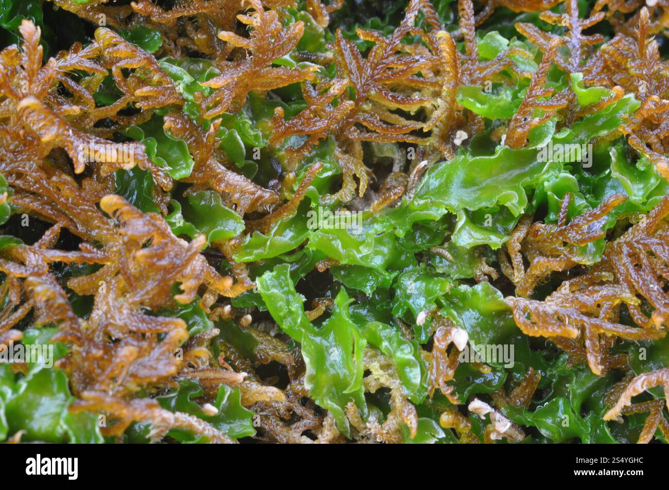 greasewort (Aneura pinguis Stock Photo - Alamy