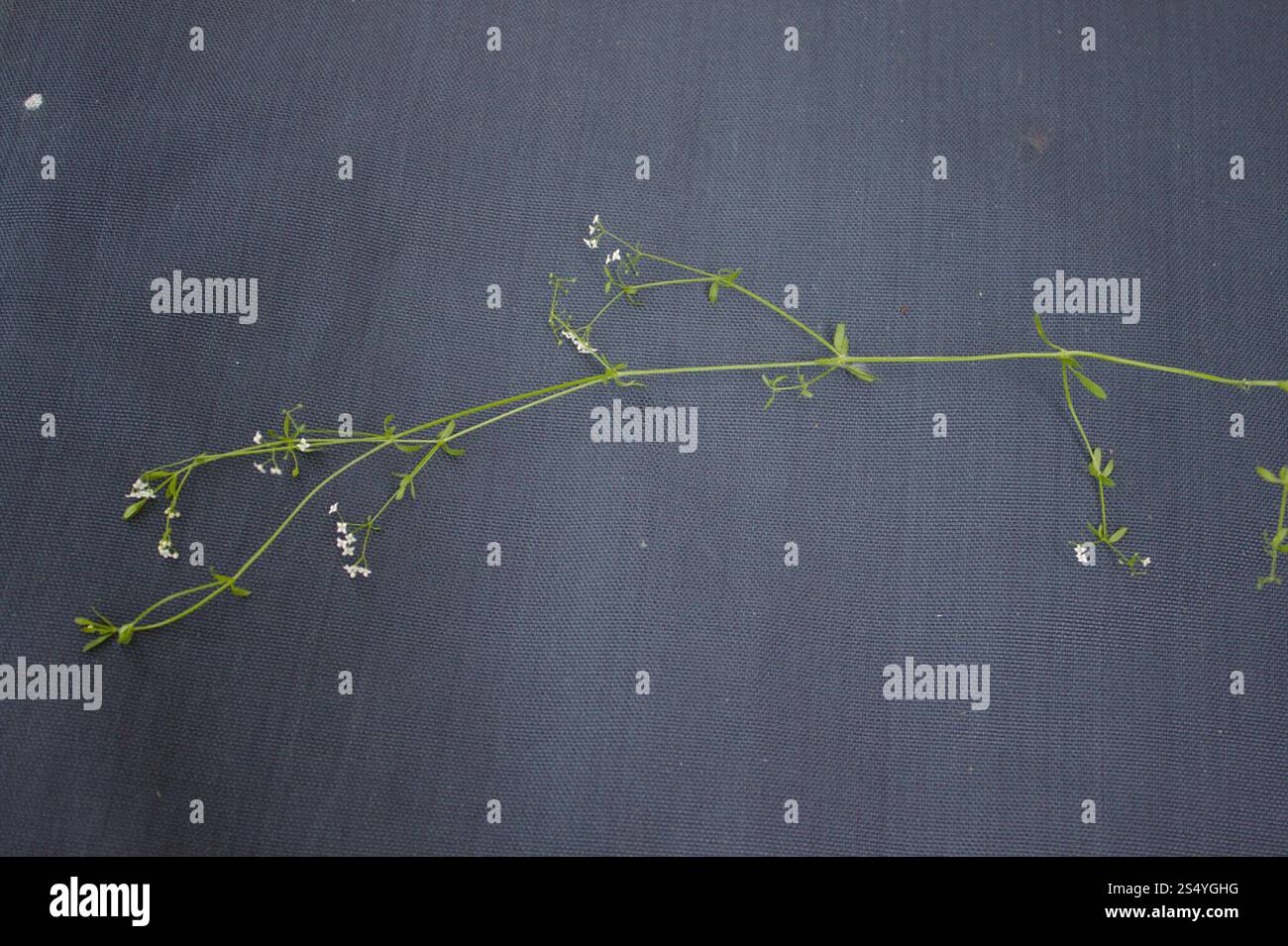 Common Marsh-bedstraw (Galium palustre Stock Photo - Alamy