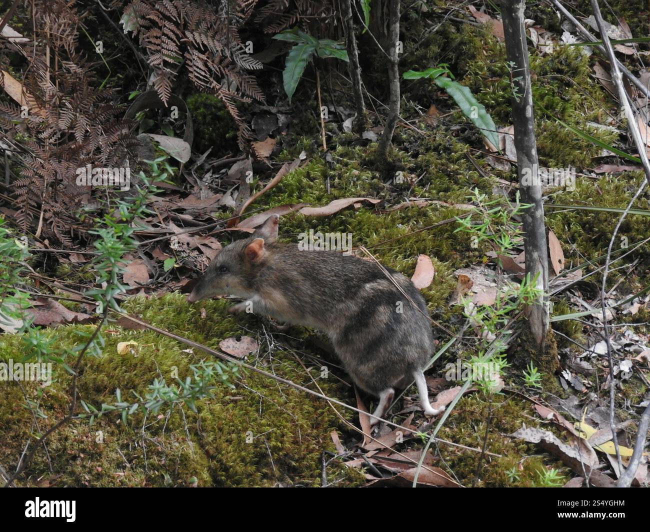 Eastern Barred Bandicoot (Perameles gunnii Stock Photo - Alamy