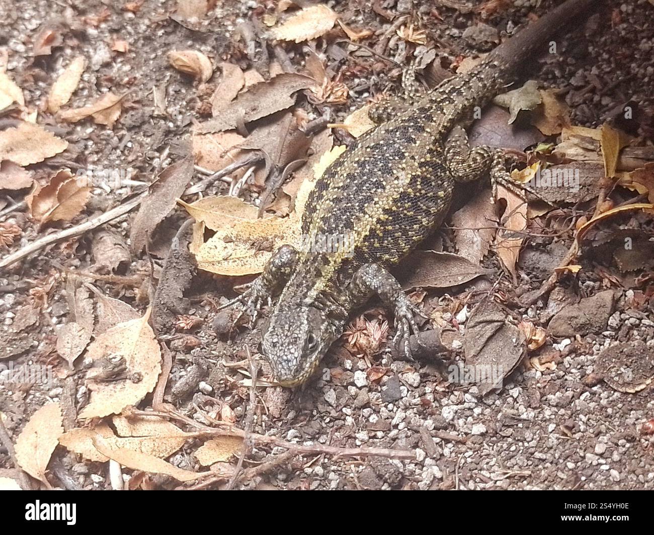 Common Painted Smooth-throated Lizard (Liolaemus pictus Stock Photo - Alamy
