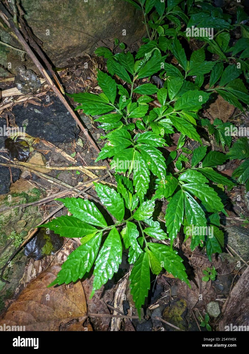 Large lineolate Elatostema (Elatostema lineolatum Stock Photo - Alamy