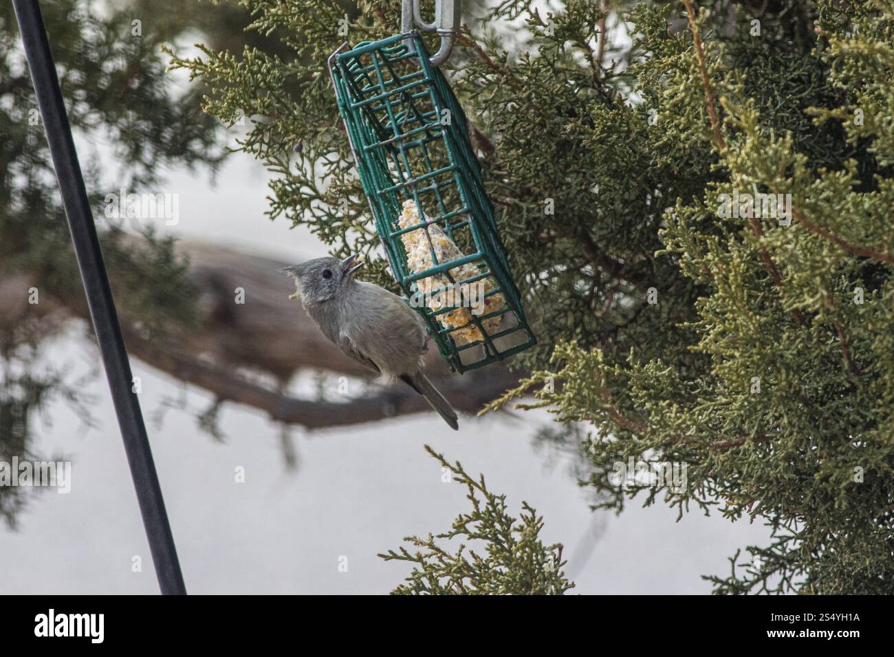 Juniper Titmouse (Baeolophus ridgwayi Stock Photo - Alamy