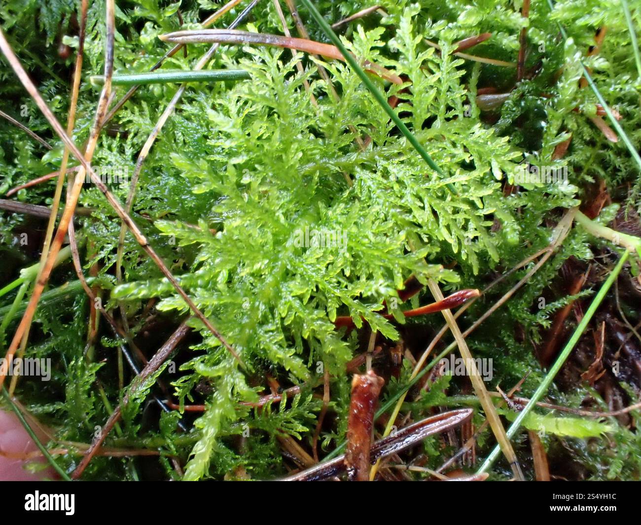 Common Tamarisk-moss (Thuidium tamariscinum Stock Photo - Alamy