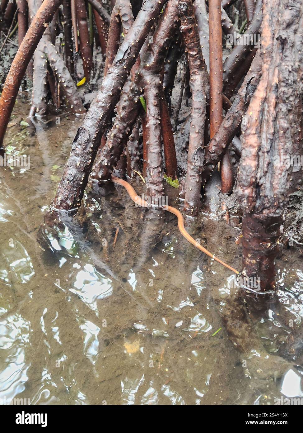 Mangrove Saltmarsh Snake (Nerodia clarkii compressicauda Stock Photo ...
