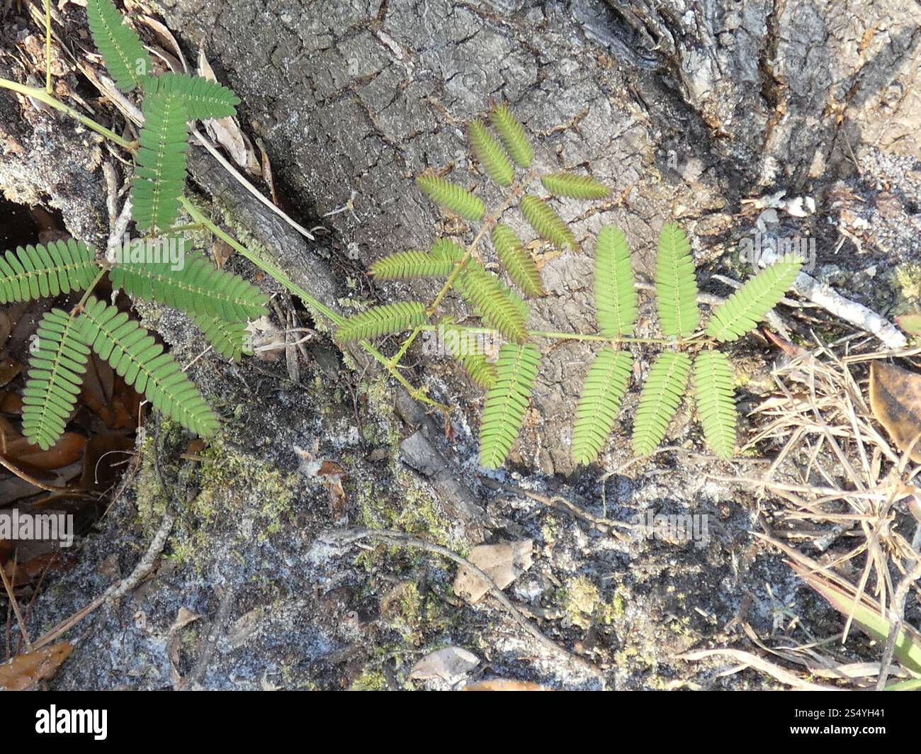 littleleaf sensitive-briar (Mimosa microphylla Stock Photo - Alamy