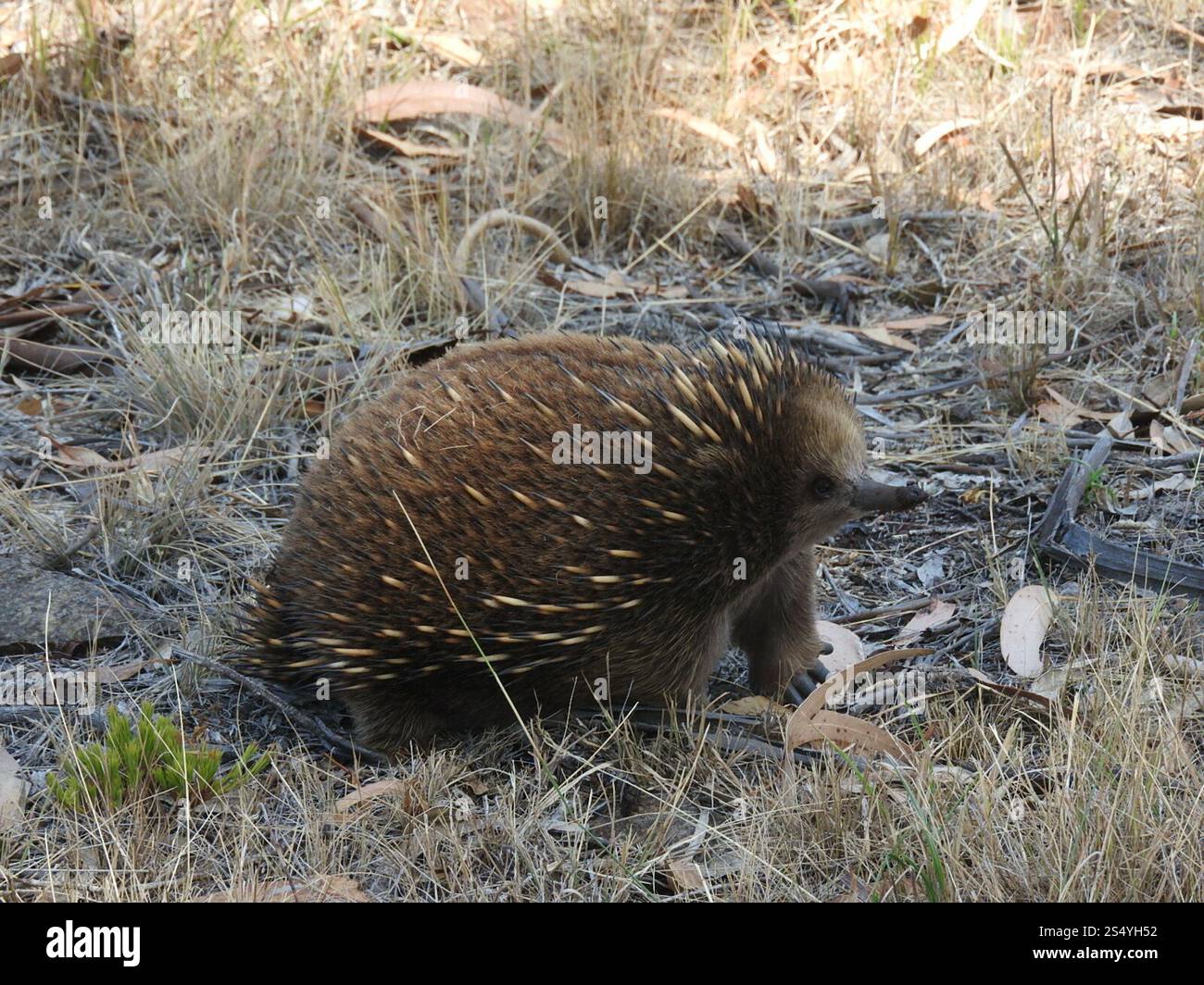 Tasmanian Echidna (Tachyglossus aculeatus setosus Stock Photo - Alamy