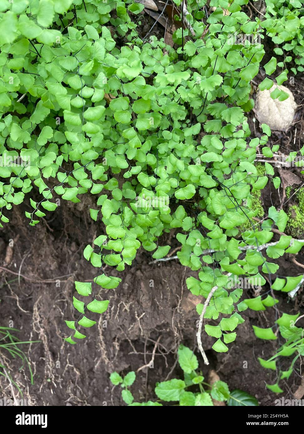 California Maidenhair Fern (Adiantum jordanii Stock Photo - Alamy
