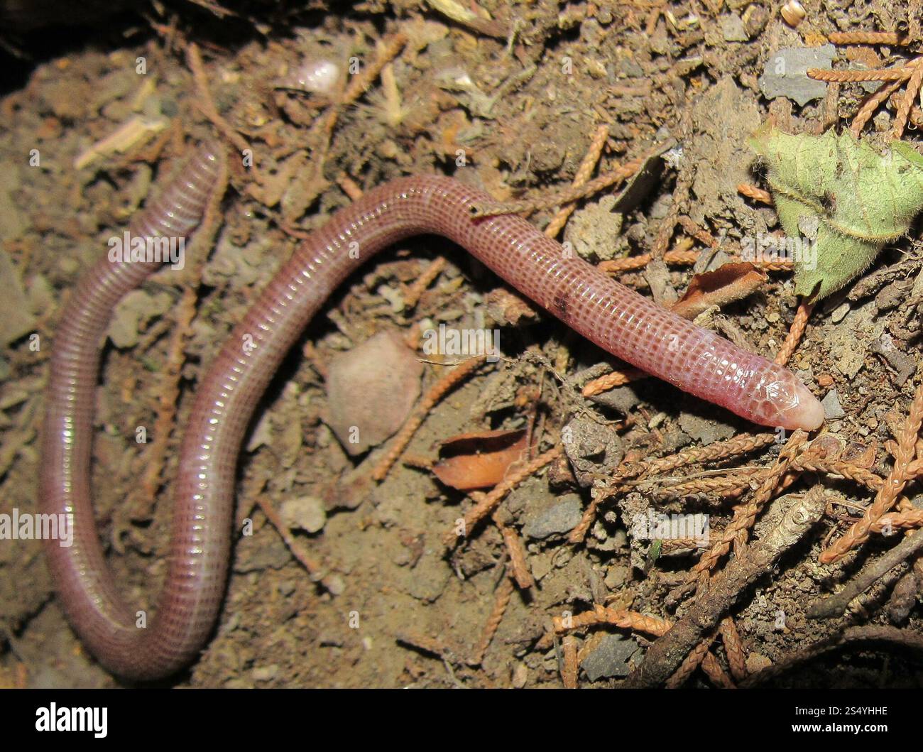 Darwin's Ringed Worm Lizard (Amphisbaena darwinii Stock Photo - Alamy