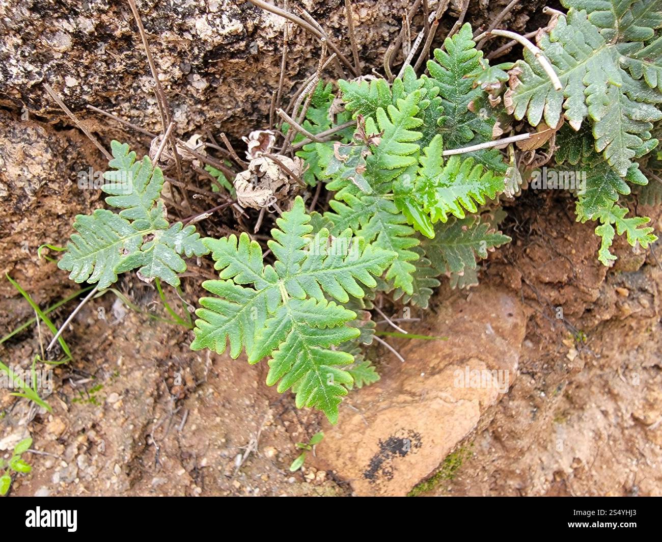 star cloak fern (Notholaena standleyi Stock Photo - Alamy