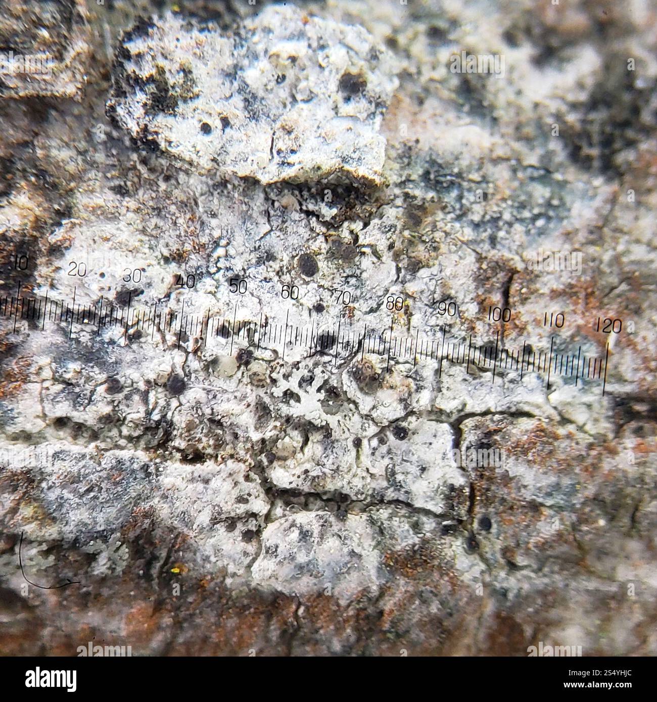 Shadow Dot Lichen (Micarea peliocarpa Stock Photo - Alamy