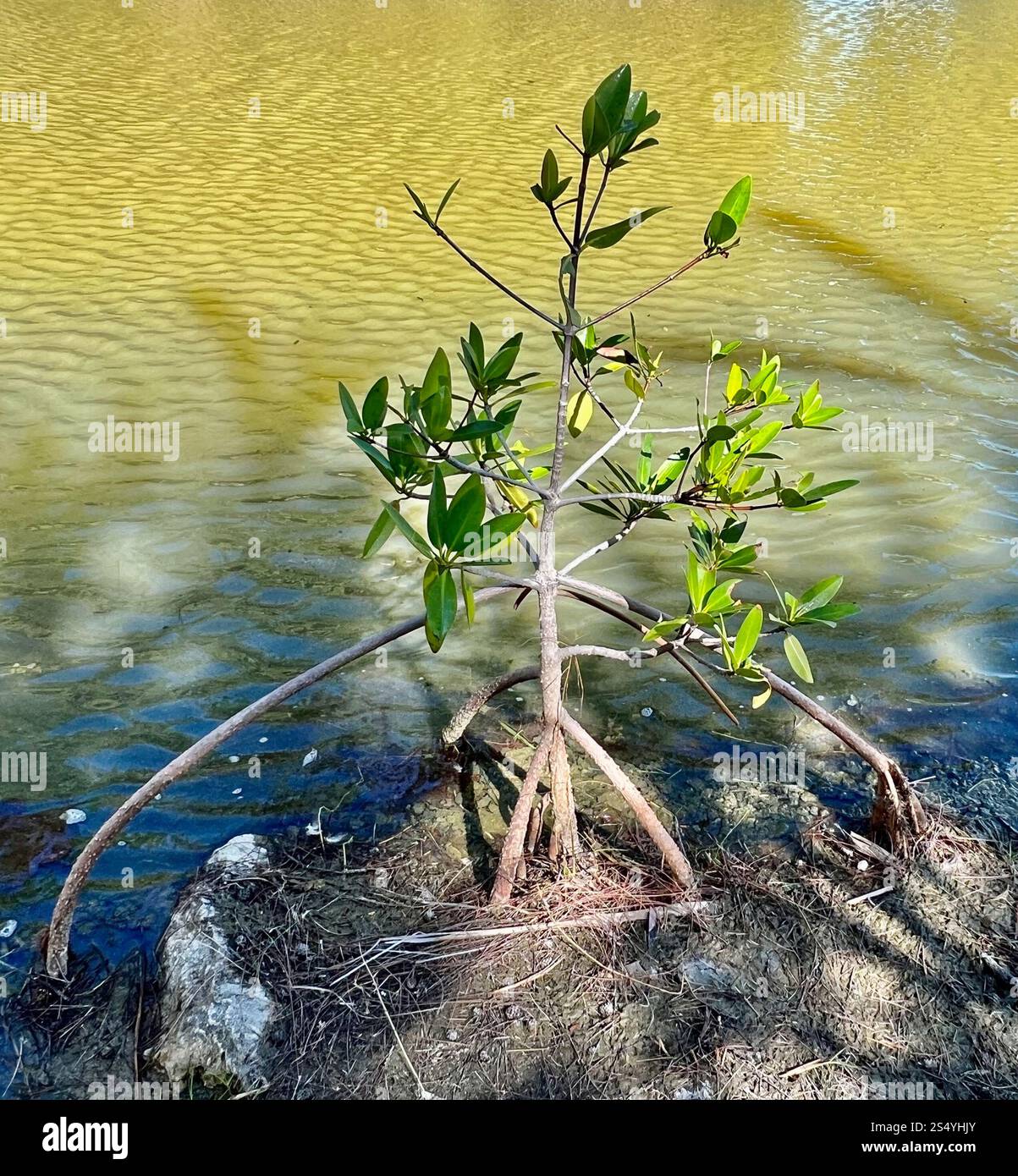 red mangrove (Rhizophora mangle Stock Photo - Alamy