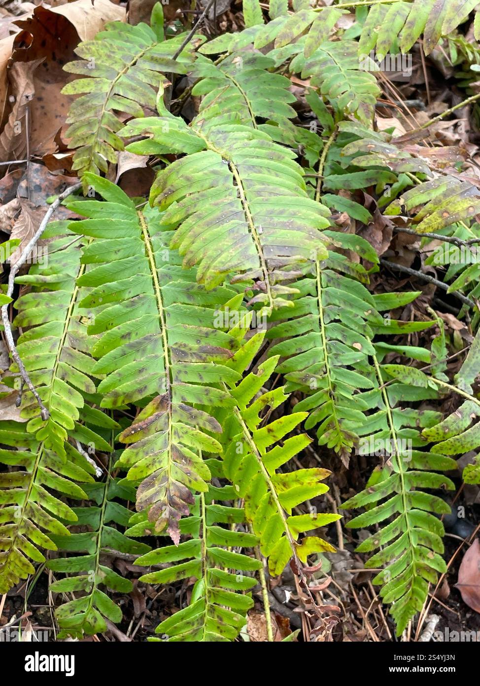 Christmas fern (Polystichum acrostichoides Stock Photo - Alamy