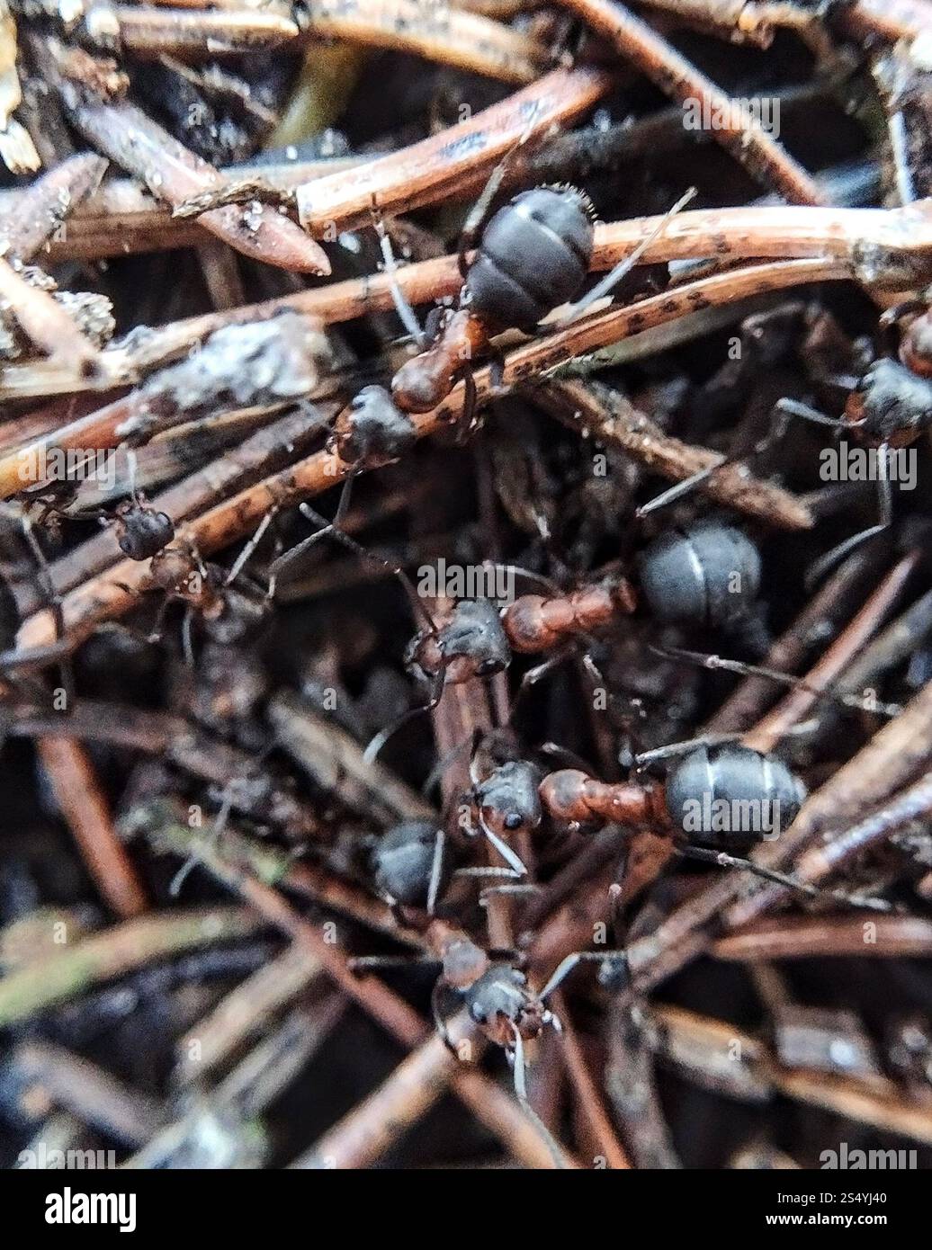 rufa-group Wood Ants (Formica rufa Stock Photo - Alamy