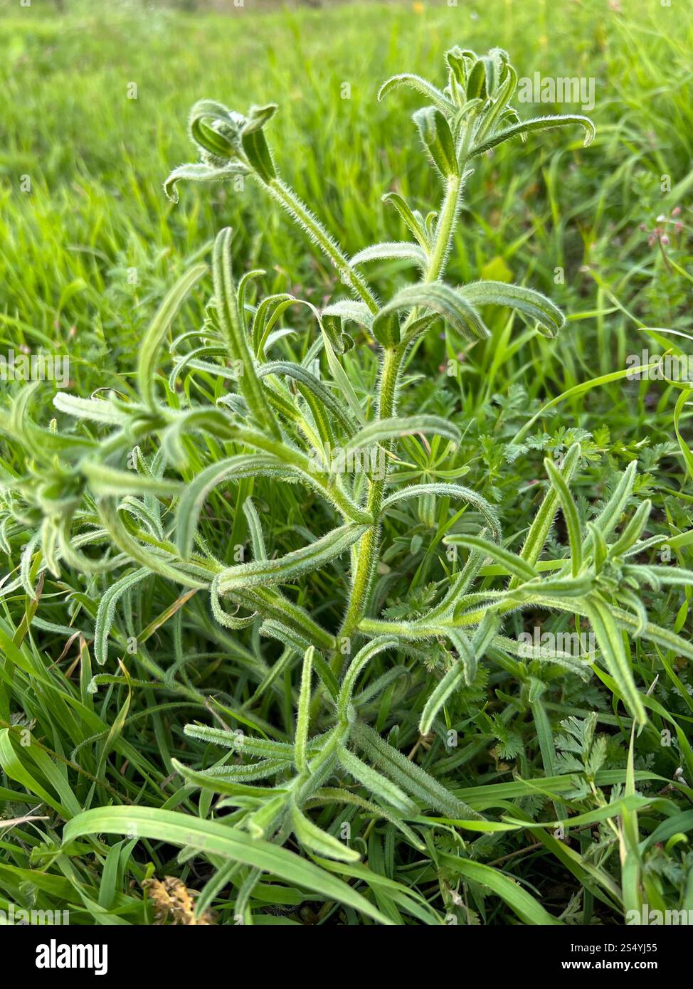 Clearwater cryptantha (Cryptantha intermedia Stock Photo - Alamy