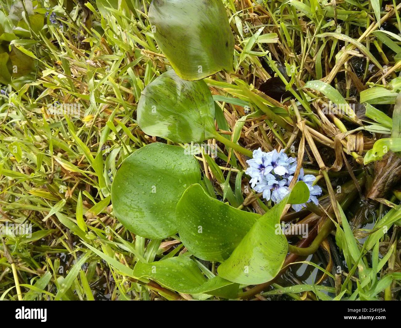anchored water hyacinth (Pontederia azurea Stock Photo - Alamy