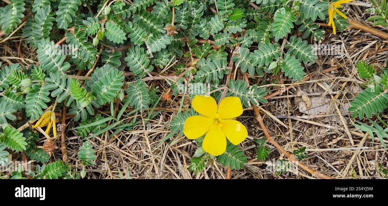 Jamaican feverplant (Tribulus cistoides Stock Photo - Alamy
