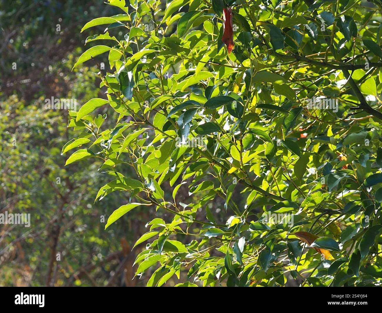 Camphor (Camphora officinarum Stock Photo - Alamy