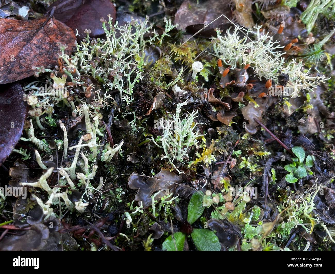 membranous pelt lichen (Peltigera membranacea Stock Photo - Alamy