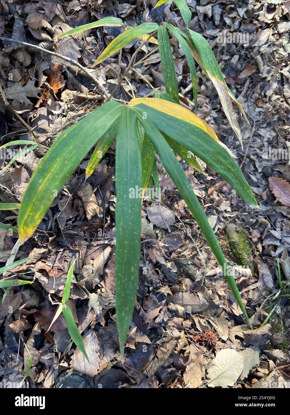 switch cane (Arundinaria tecta Stock Photo - Alamy