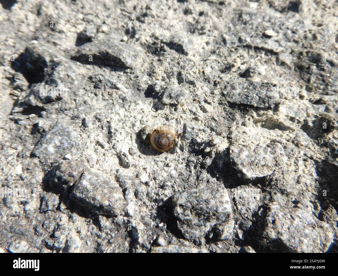 Garlic Snail (Oxychilus alliarius Stock Photo - Alamy