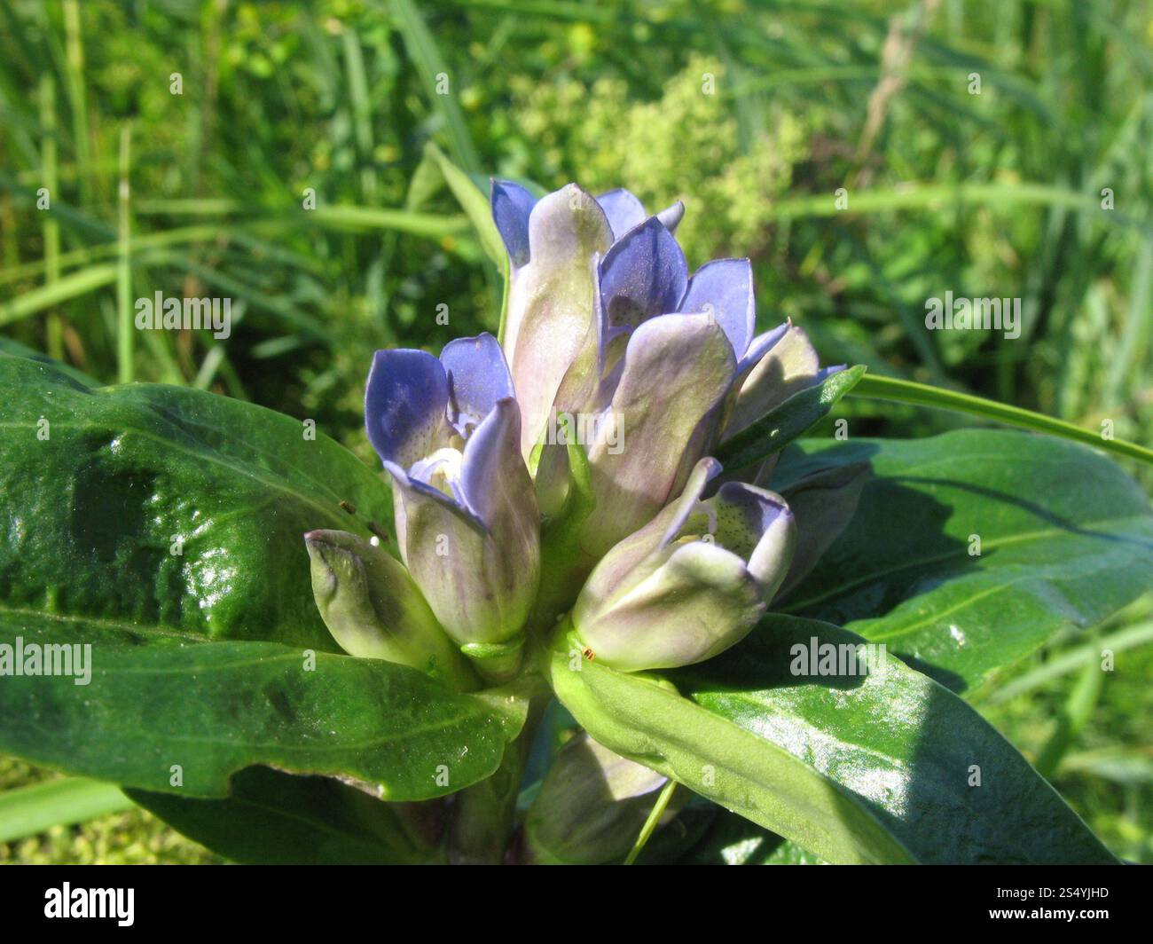 Cross Gentian (Gentiana cruciata Stock Photo - Alamy