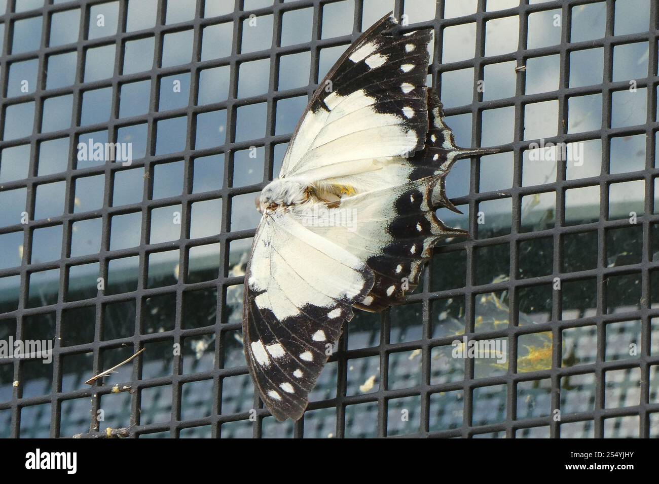 Tailed emperor hi-res stock photography and images - Alamy