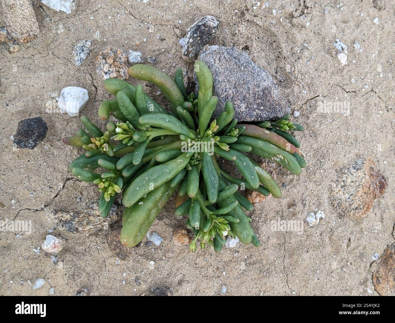 desert rockpurslane (Cistanthe ambigua Stock Photo - Alamy