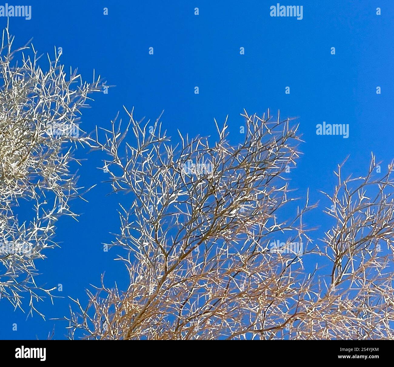 Smoke Tree (Psorothamnus spinosus Stock Photo - Alamy