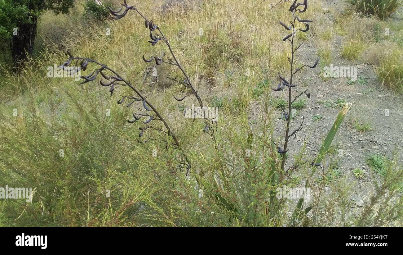 Mountain flax (Phormium cookianum Stock Photo - Alamy