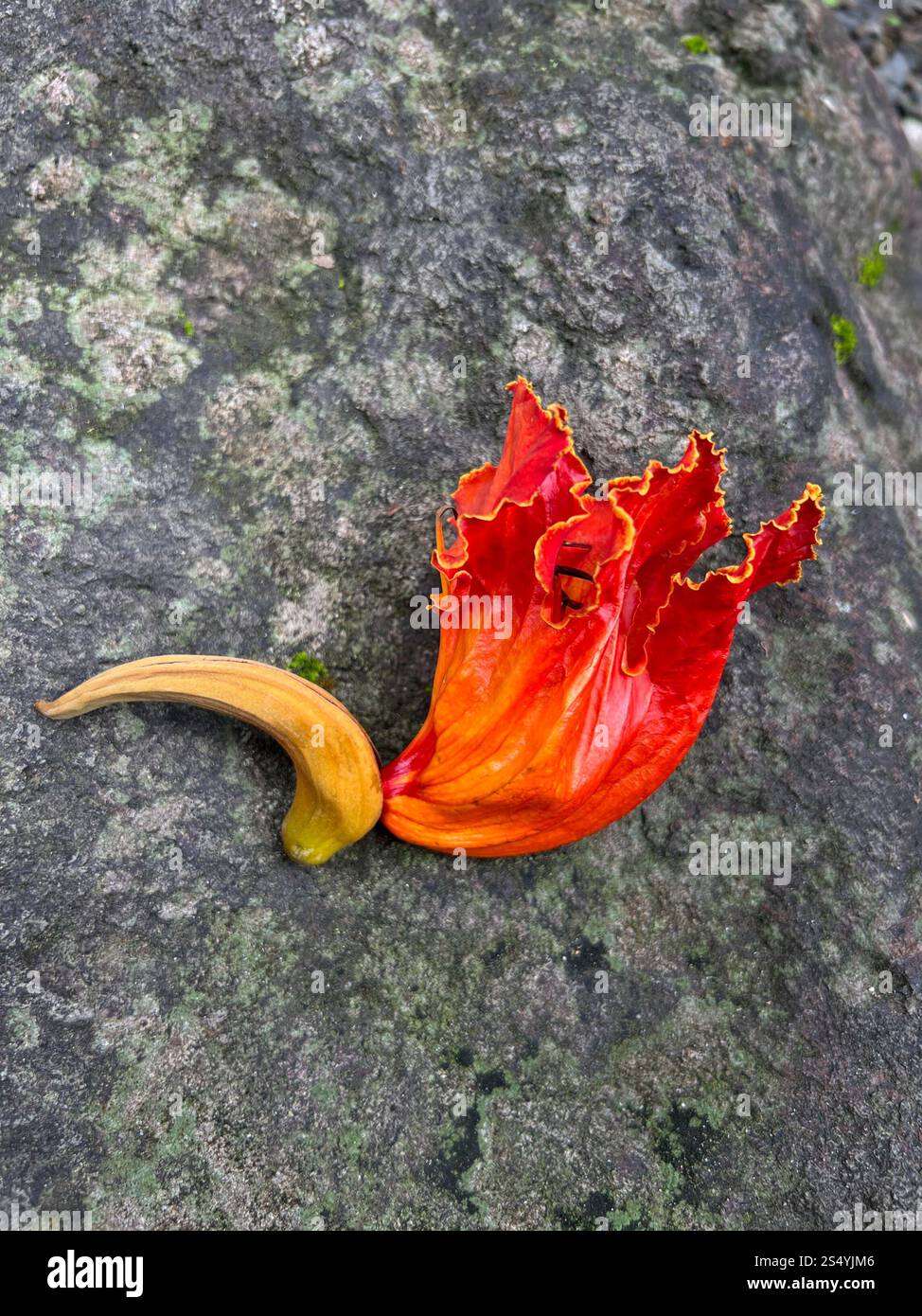 African tulip tree (Spathodea campanulata Stock Photo - Alamy