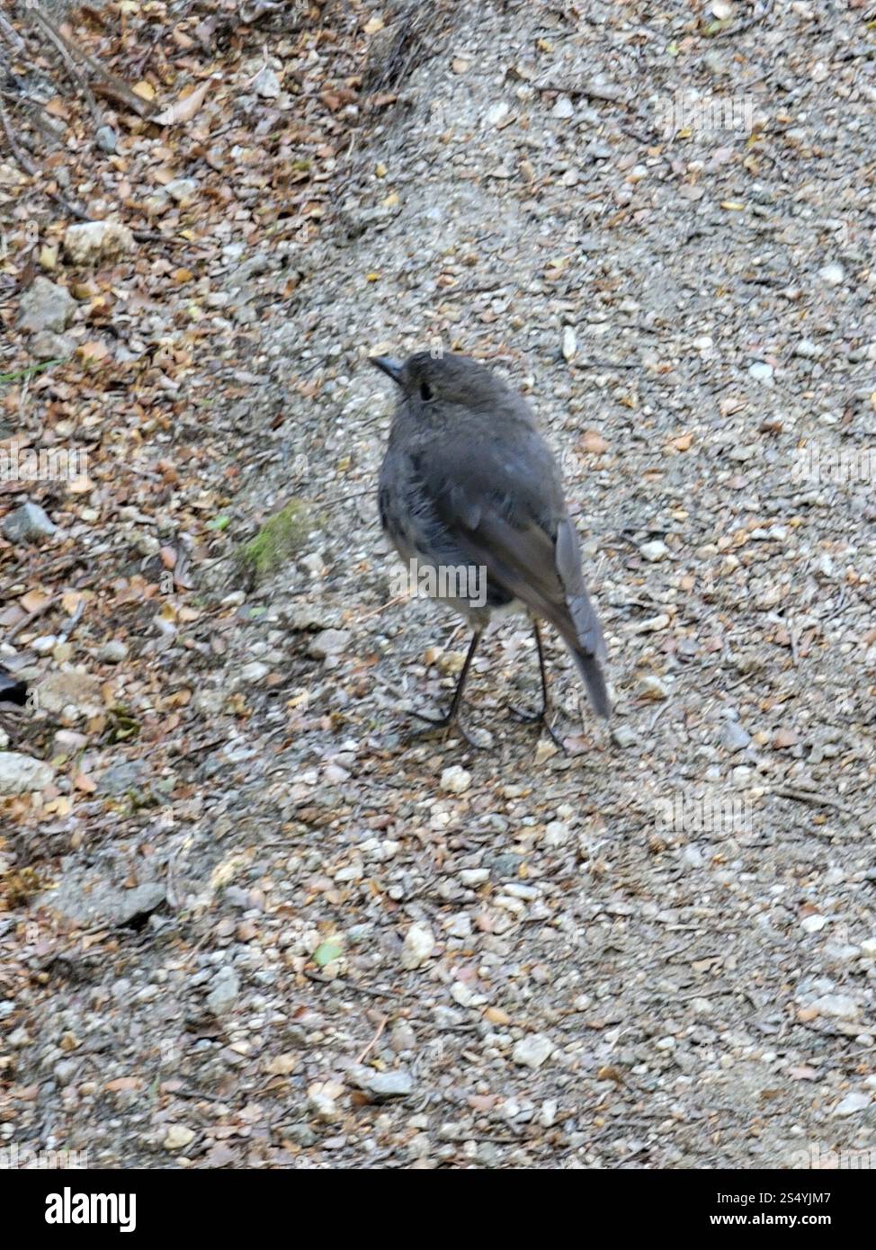 Mainland South Island Robin (Petroica australis australis Stock Photo ...