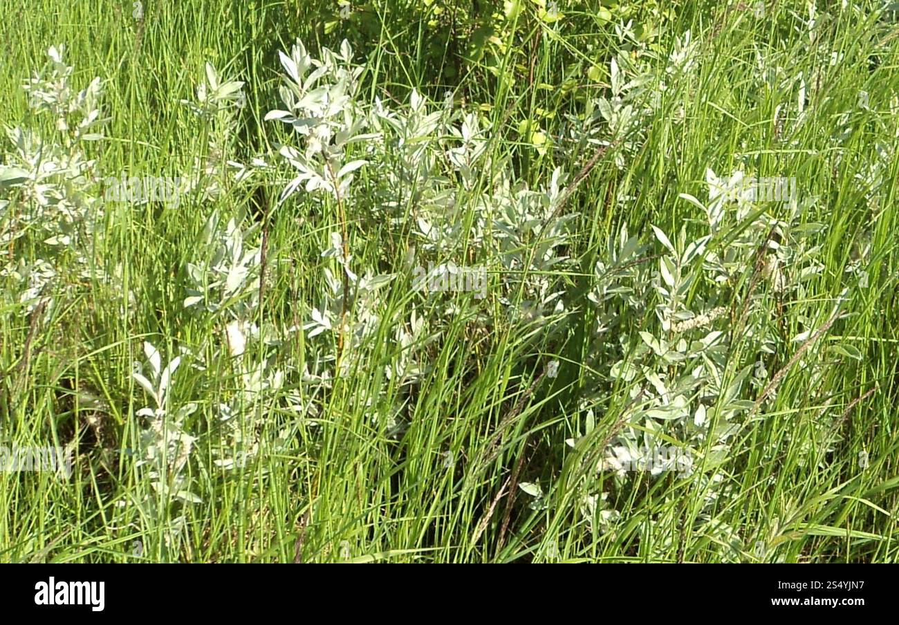 Downy Willow (Salix lapponum Stock Photo - Alamy