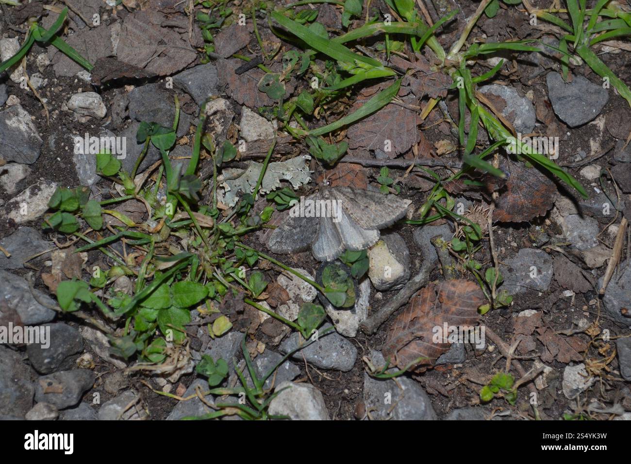 Spring Cankerworm Moth (Paleacrita vernata Stock Photo - Alamy