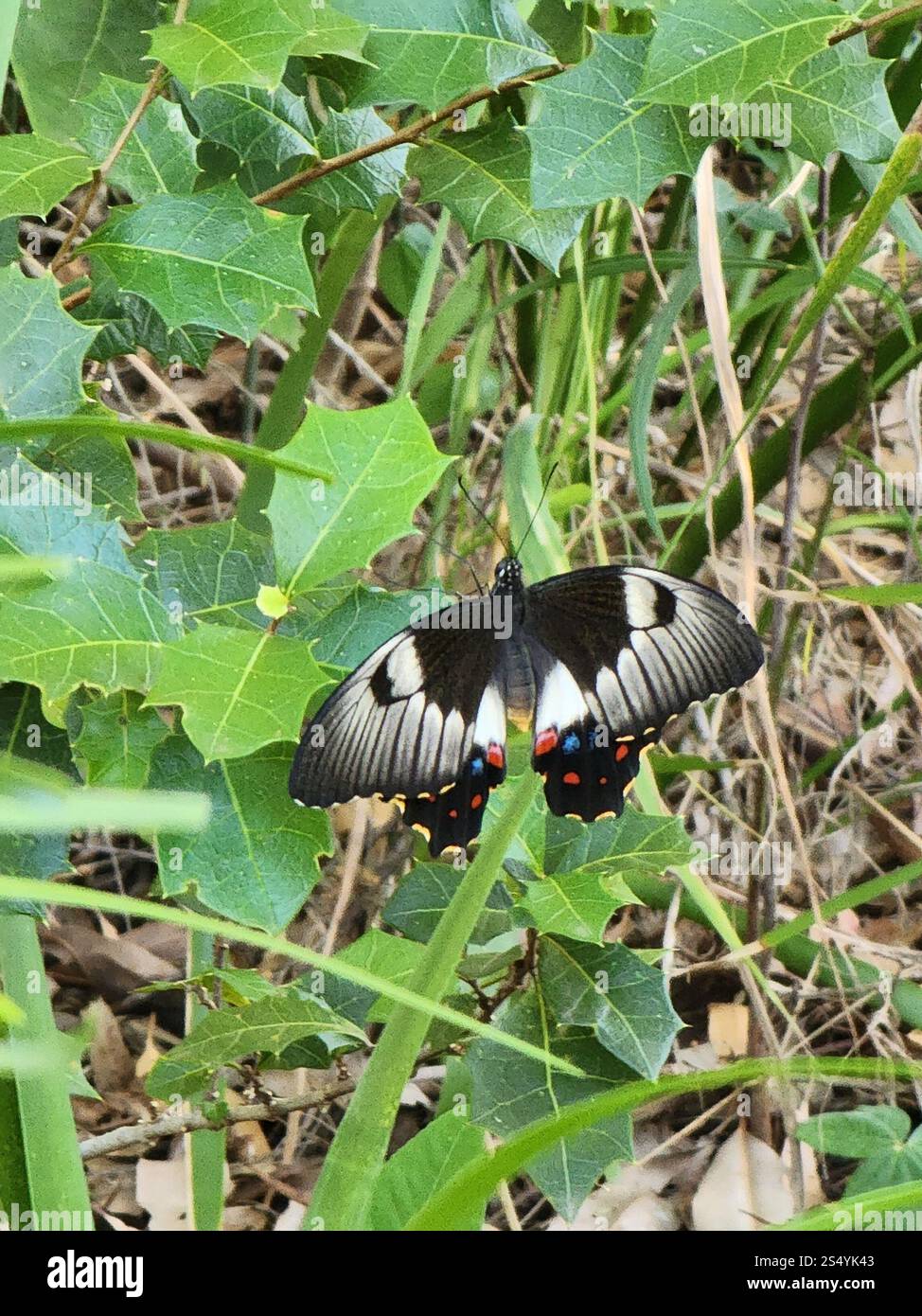 Orchard Swallowtail (Papilio aegeus Stock Photo - Alamy