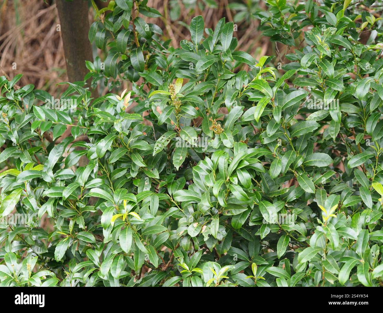 Formosan Sweetspire (Itea oldhamii Stock Photo - Alamy
