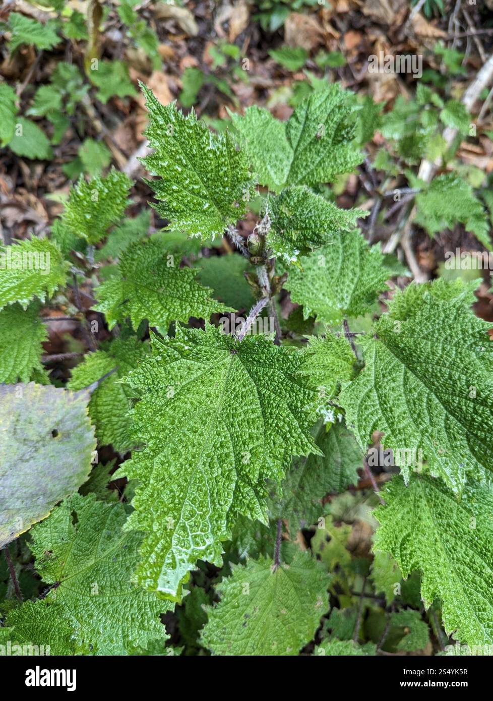 Japanese Nettle (Urtica thunbergiana Stock Photo - Alamy