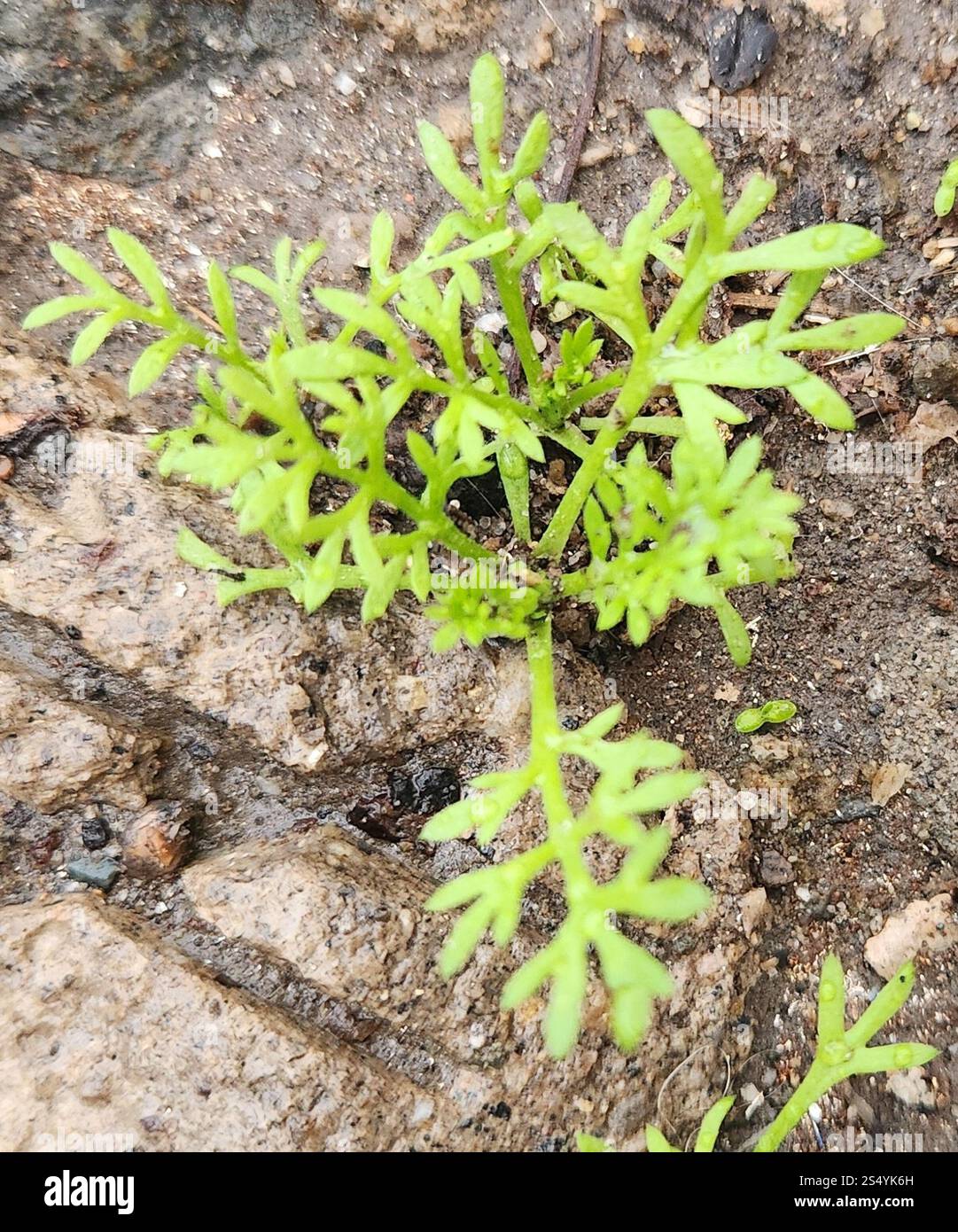 Common Cotula (Cotula australis Stock Photo - Alamy