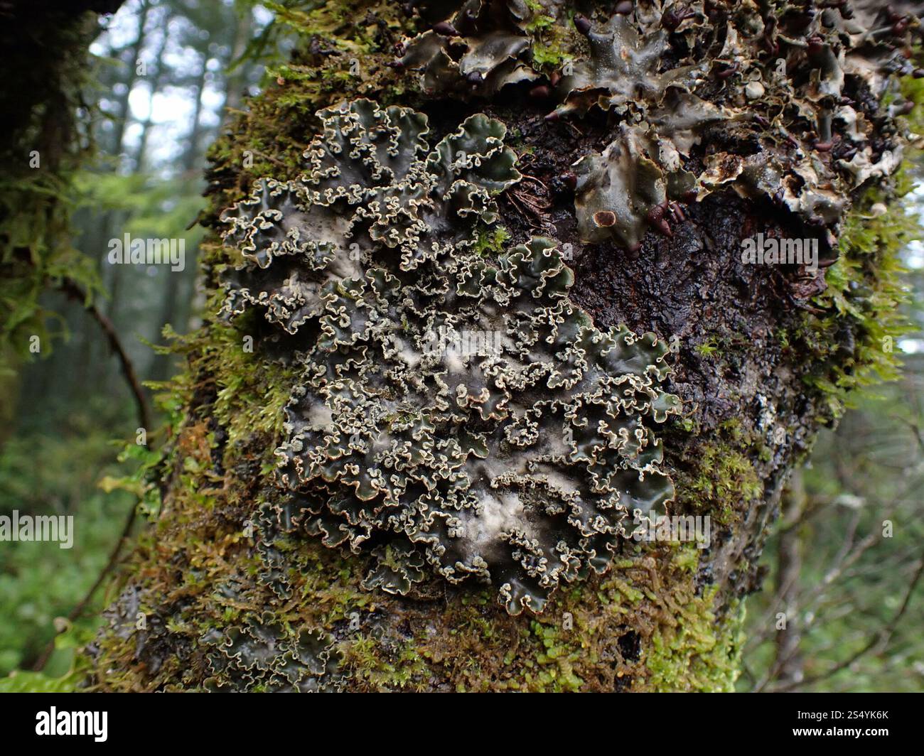 tree pelt lichen (Peltigera collina Stock Photo - Alamy