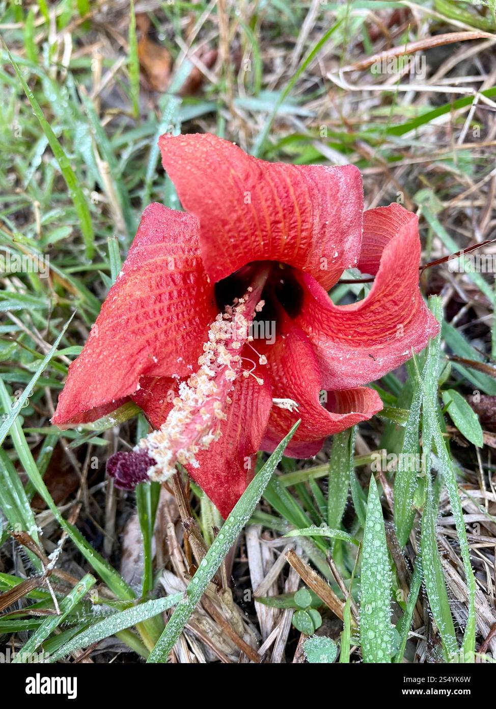 blue mahoe (Hibiscus elatus Stock Photo - Alamy