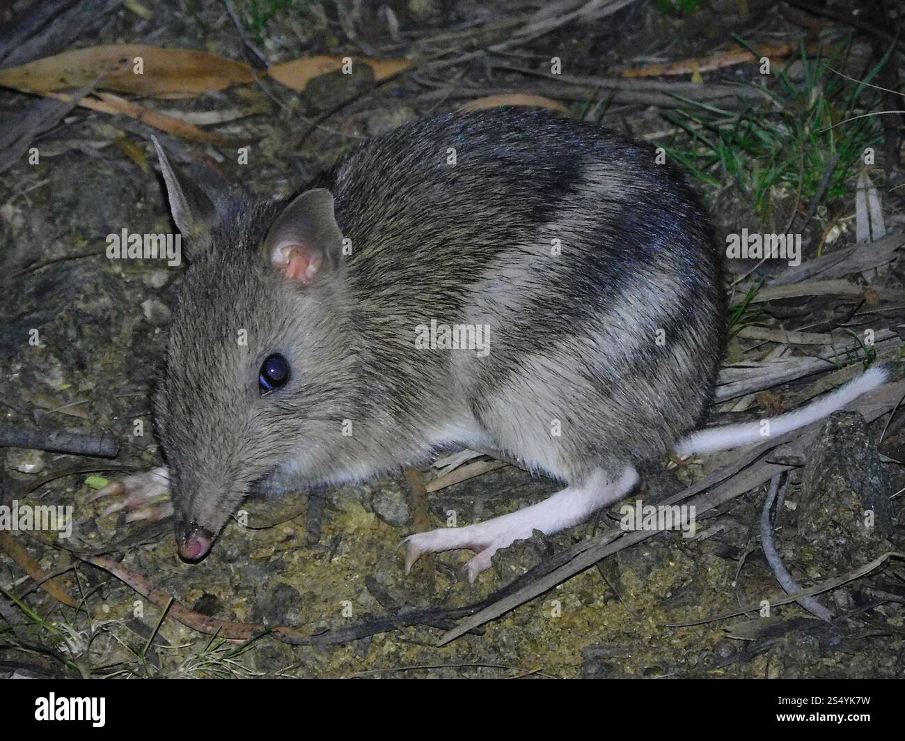 Eastern Barred Bandicoot (Perameles gunnii Stock Photo - Alamy