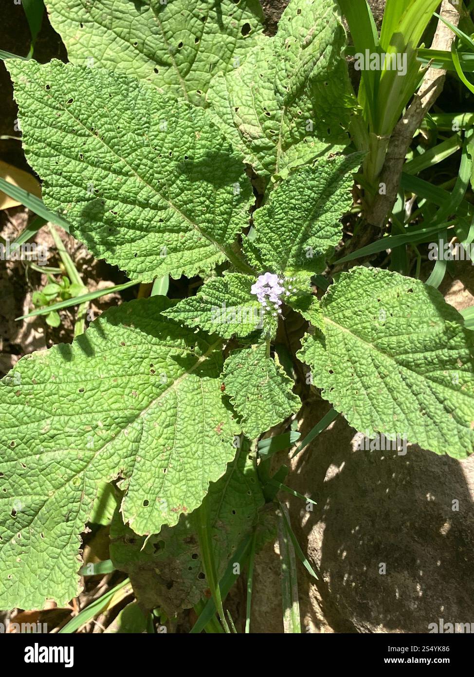 Indian Heliotrope (Heliotropium indicum Stock Photo - Alamy