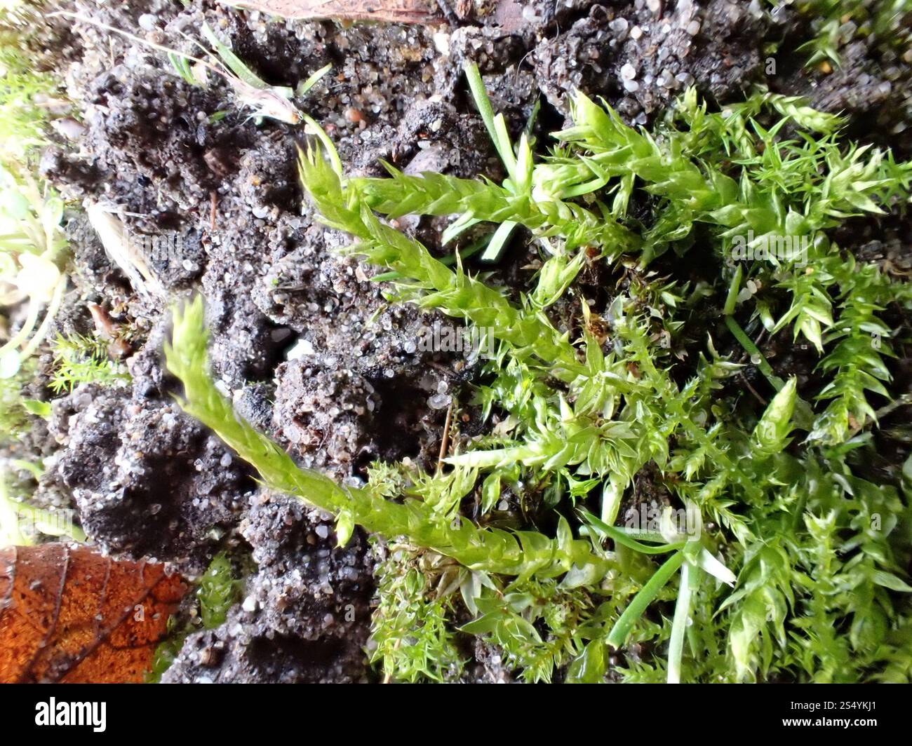 Rough-stalked Feather-moss (Brachythecium rutabulum Stock Photo - Alamy