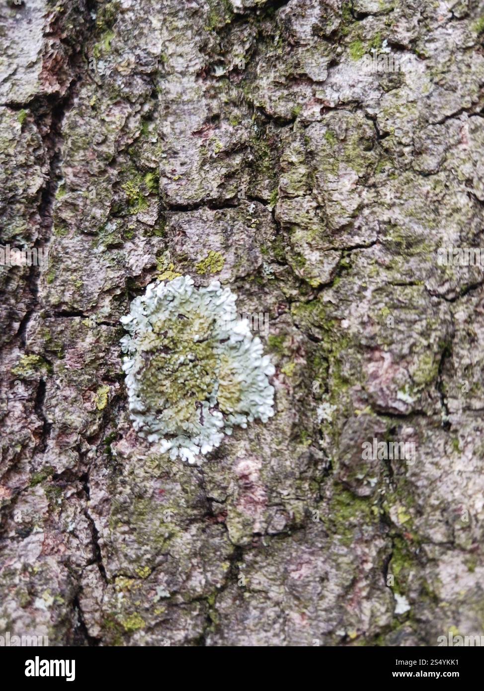 common greenshield lichen (Flavoparmelia caperata Stock Photo - Alamy