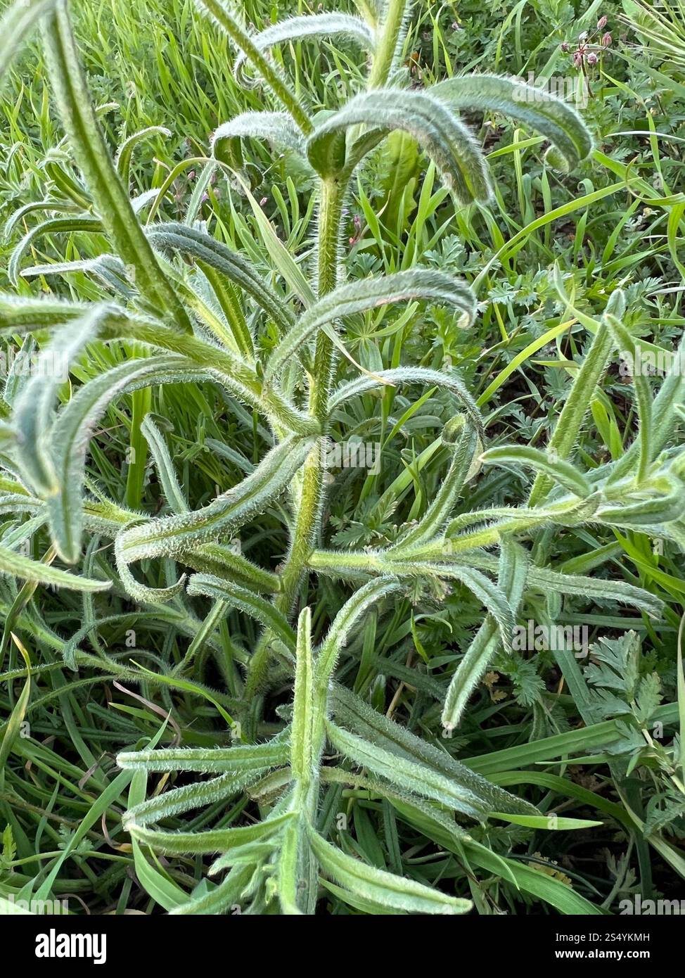 Clearwater cryptantha (Cryptantha intermedia Stock Photo - Alamy