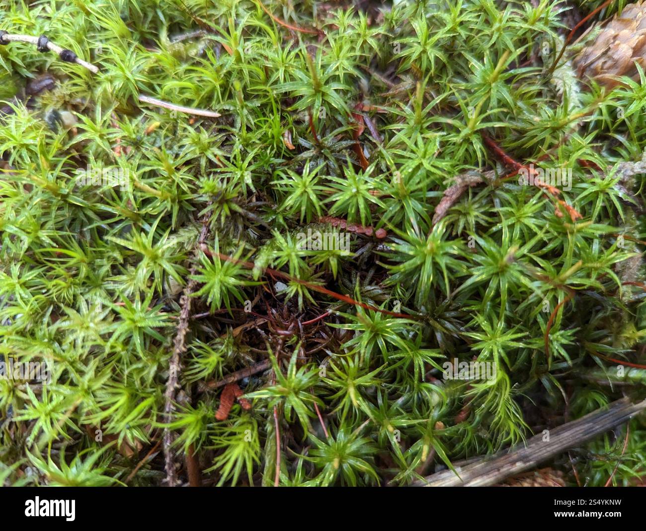 Catherine's moss (Atrichum undulatum Stock Photo - Alamy