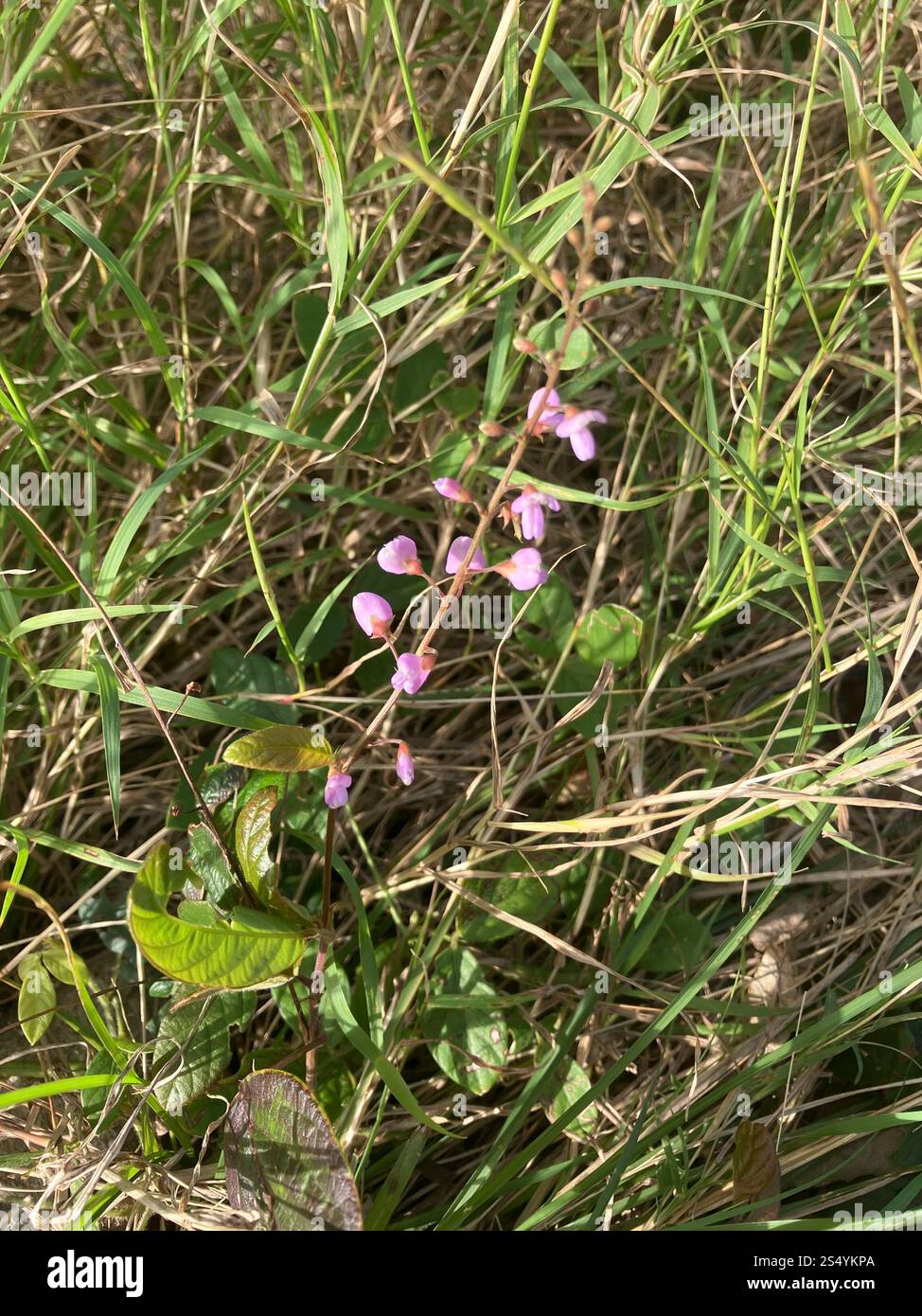 creeping beggarweed (Desmodium incanum Stock Photo - Alamy