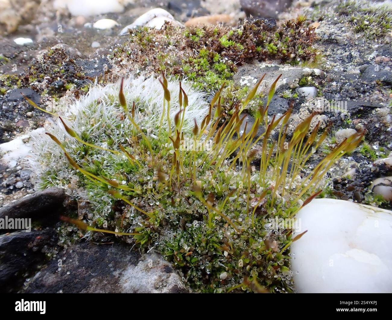 Common wall-screw moss (Tortula muralis muralis Stock Photo - Alamy