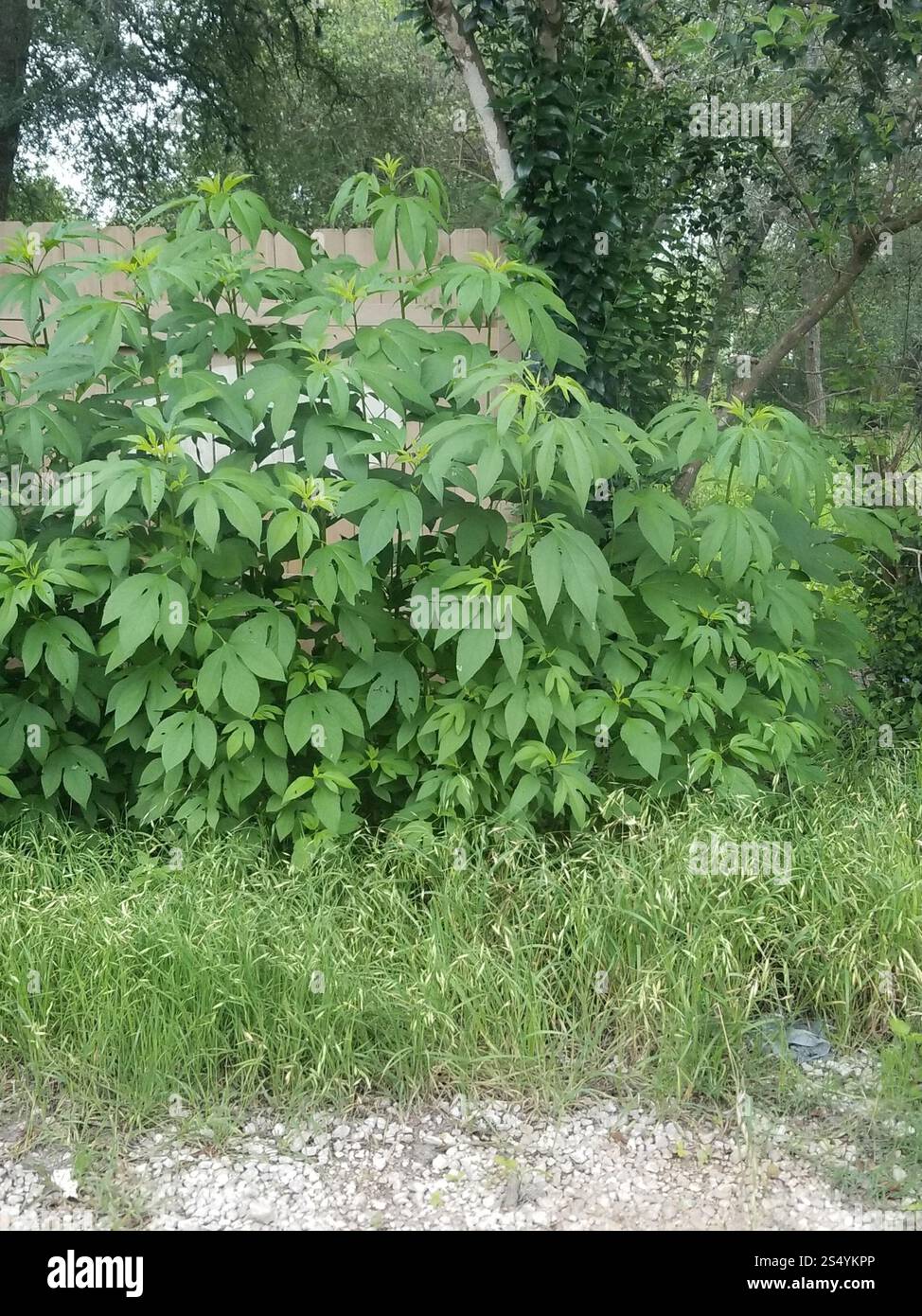 giant ragweed (Ambrosia trifida Stock Photo - Alamy