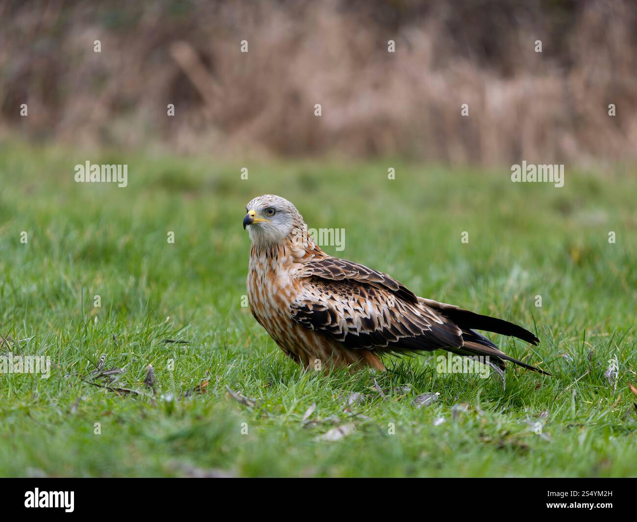 Red kite, Milvus milvus, single bird on grass, Northamptonshire ...